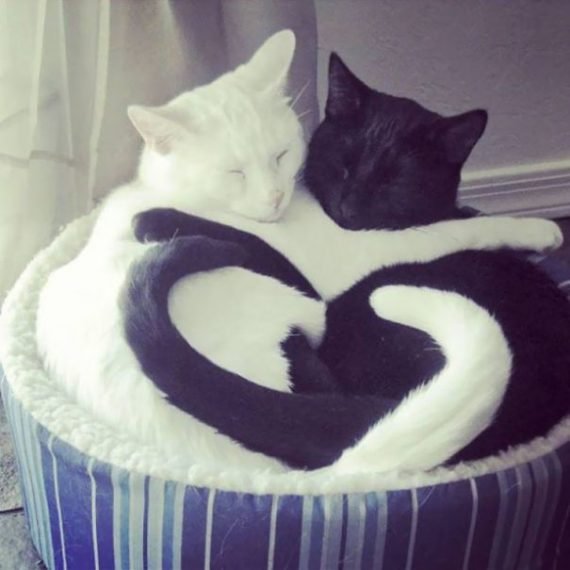 30 Pictures of Yin And Yang Cats That Look Purr-fect Together - We Love ...