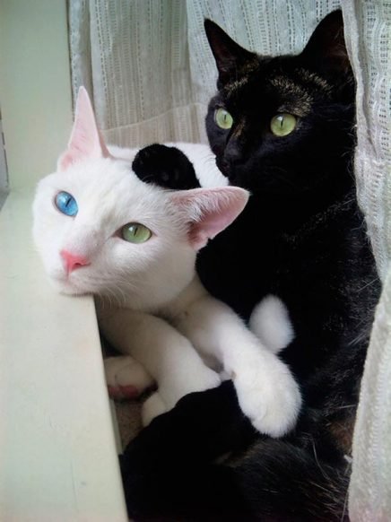 30 Pictures of Yin And Yang Cats That Look Purr-fect Together - We Love ...