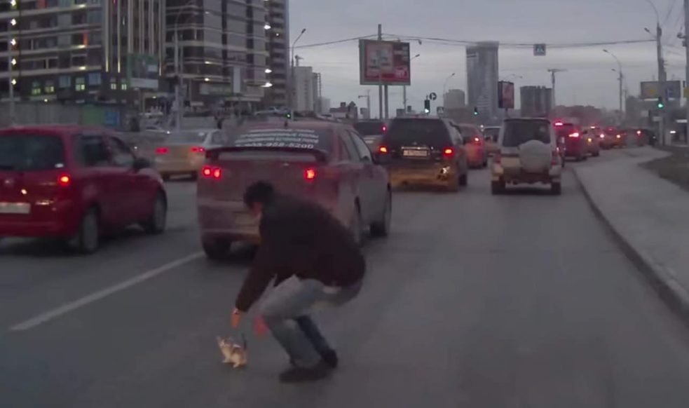 Man Leaps Out of Car in Busy Traffic to Save Kitten From Being Run Over ...
