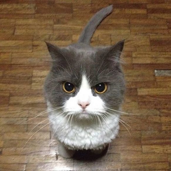 30 Pictures Of The World’s Angriest Cats Ever - We Love Cats and Kittens
