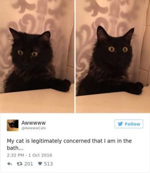 15 Hilarious Cat Tweets Are the Perfect Remedy When You’re Feeling Down ...