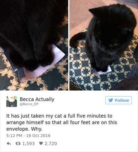 15 Hilarious Cat Tweets Are the Perfect Remedy When You’re Feeling Down ...