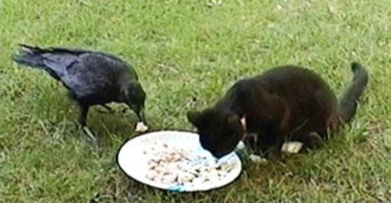 Amazing Footage of a Crow Caring For an Abandoned Kitten - We Love Cats ...
