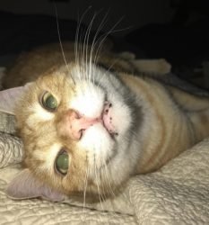 Friendly Stray Cat Gets Run Over By Car – $6,000 Later… - We Love Cats ...