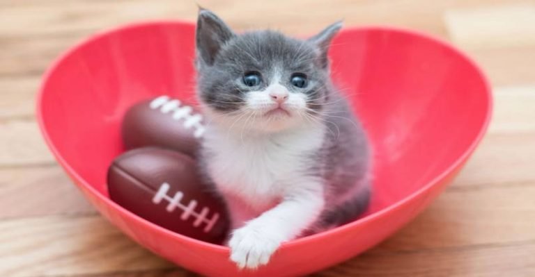 Heartwarming Cat Stories: Amazing True Tales of Feline Fun