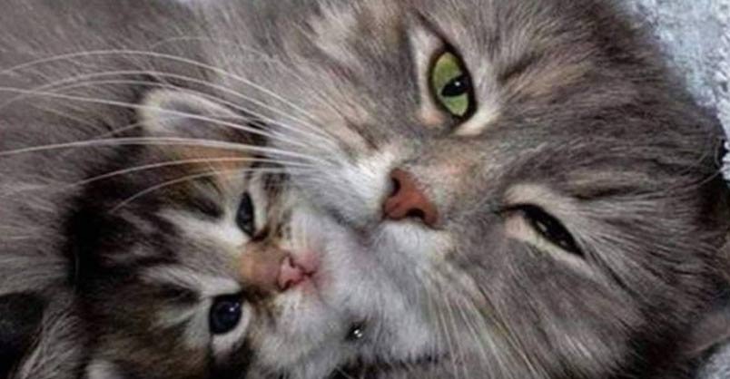 Cats and Kittens on Instagram – 11th April 2017 - We Love Cats and Kittens