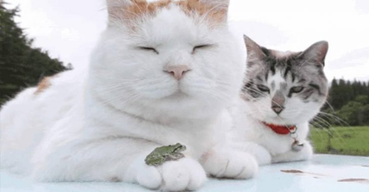 Cat Gifs - We Love Cats and Kittens