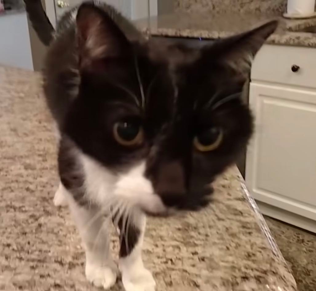 Jack the Cat Meows Like Barry White! - We Love Cats and Kittens