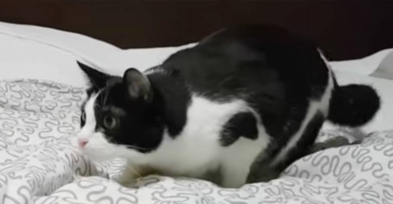 My Cat is Dancing Twerk! - We Love Cats and Kittens