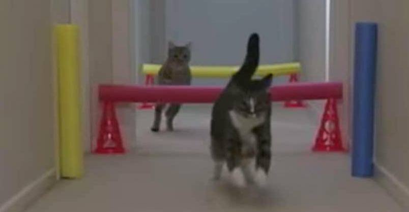 Cat Racing Day! - We Love Cats and Kittens