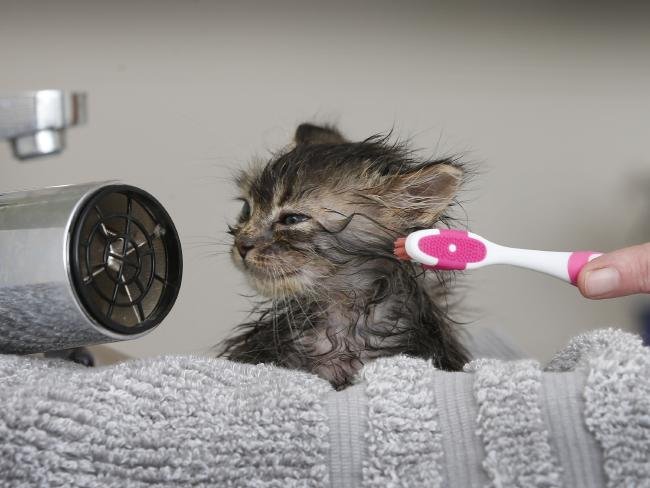 “Poop Explosion” Makes Kitten Overnight Sensation! - We Love Cats and ...