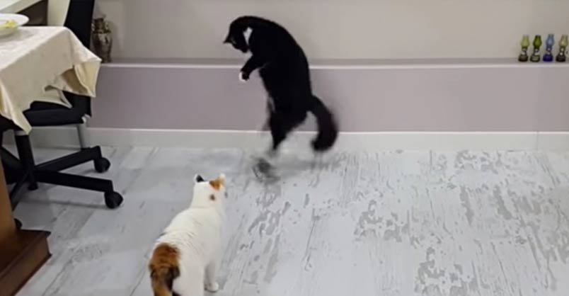The Funniest Cat Walk Hop - We Love Cats and Kittens
