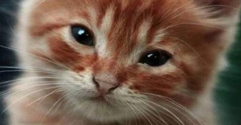 Cute Kitten Alert ! - 25th July 2017 - We Love Cats and Kittens