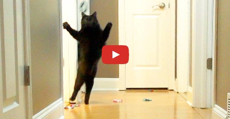 Funny Crazy Cats! - Cole & Marmalade - We Love Cats and Kittens