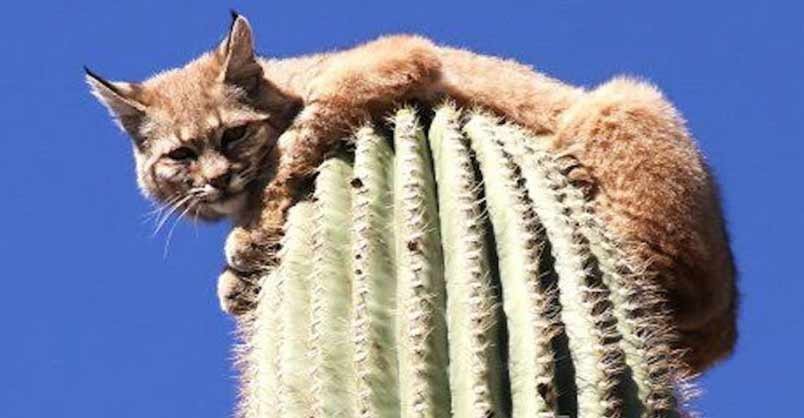 How Did This Bobcat Get On Top Of 45-Foot Cactus? - We Love Cats and ...