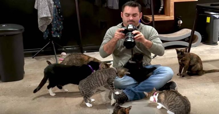 This "My Cat From Hell" Cameraman Couldn't Leave Without Adopting A ...