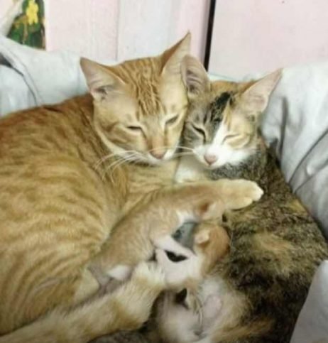 Father Cat Supports Mom Cat Giving Birth, Wins Everyone’s Hearts - We ...