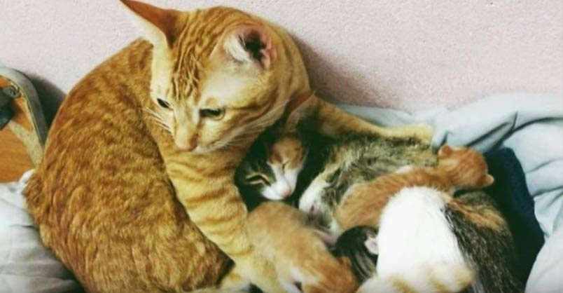 Father Cat Supports Mom Cat Giving Birth, Wins Everyone’s Hearts - We ...