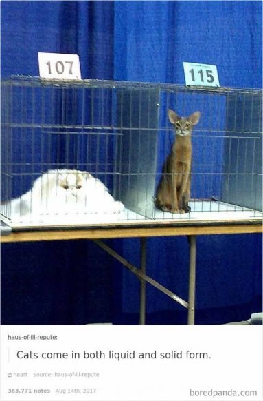 30 Cat Posts On Tumblr That Are Impossible Not To Laugh At - We Love ...