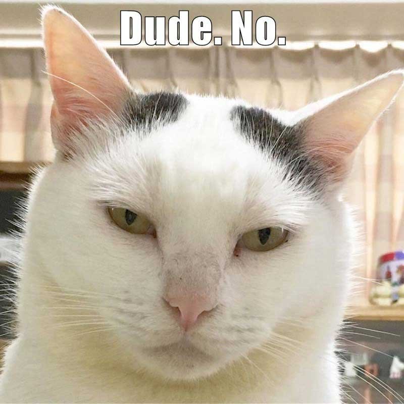 Silly Cat Pictures Meme Memes For Cats EFHEC Silly Cat Pictures Meme Memes For Cats EFHEC
