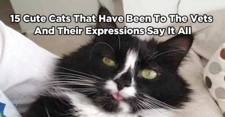 Cat Pictures | The Best Cat Pictures and Cat Photos from All Over the Web