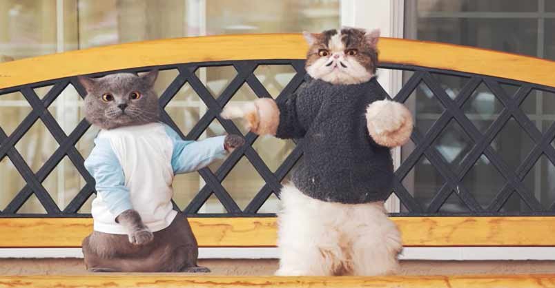 Cat Mind Control - We Love Cats and Kittens