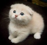 The Very Definition of Cute! - 9th March 2018 - We Love Cats and Kittens