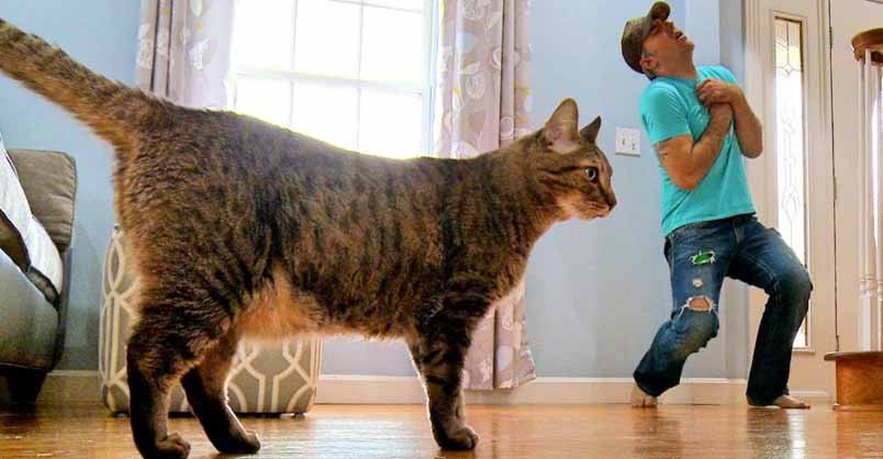 Man Fakes His Death To See How His Kitty Would React - We Love Cats and ...