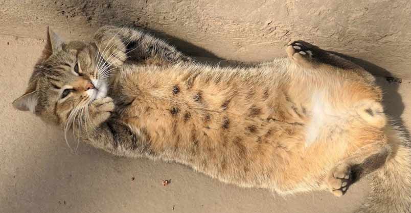 Cat is So Hungry That After Breakfast He is Happy - We Love Cats and ...