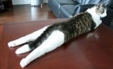 People Are Posting Pics Of Their Cats Stretching, And It’s Hilarious ...