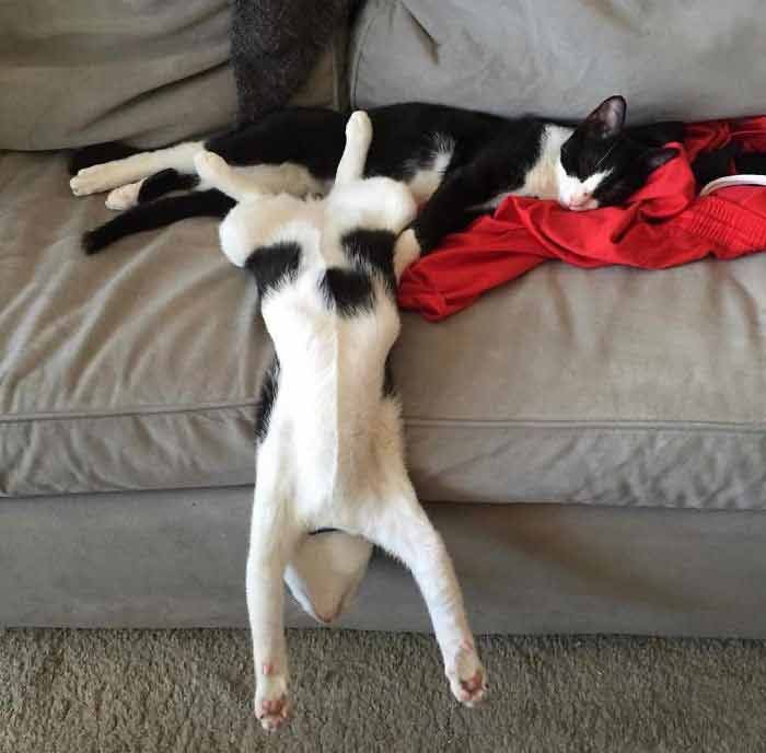 People Are Posting Pics Of Their Cats Stretching And It s Hilarious