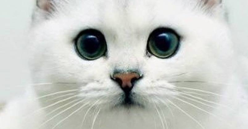 Great Looking Cat - 9th November 2018 - We Love Cats and Kittens