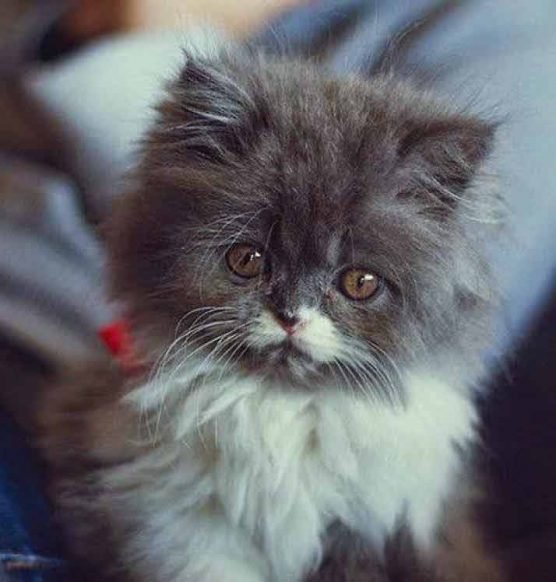 Delightful Fluffy Kitten - 5th November 2018 - We Love Cats and Kittens
