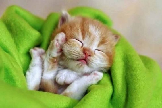 Great Looking Cat - 9th November 2018 - We Love Cats and Kittens