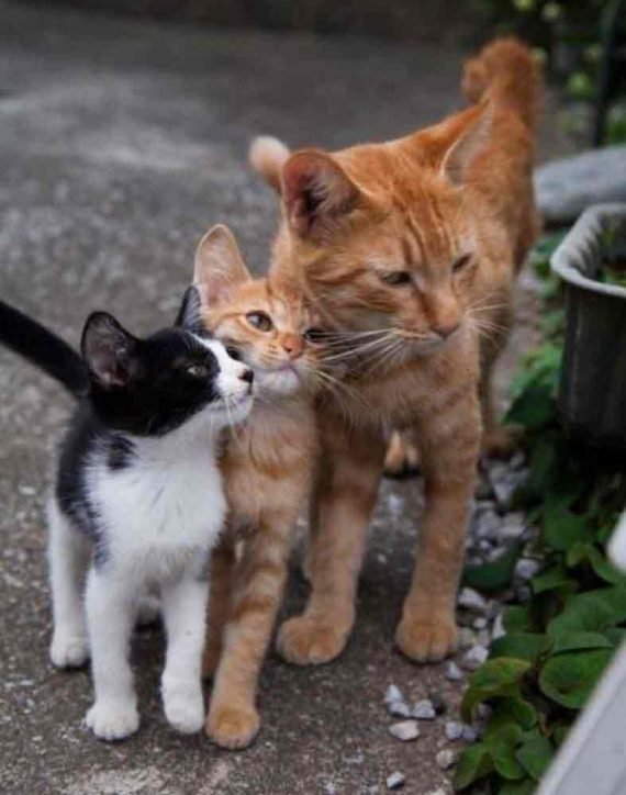 Simply Adorable! - 25th January 2019 - We Love Cats and Kittens