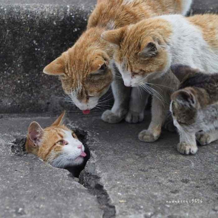 Photographer Captures Stray Cats Having Fun And Not Giving A Damn - We ...