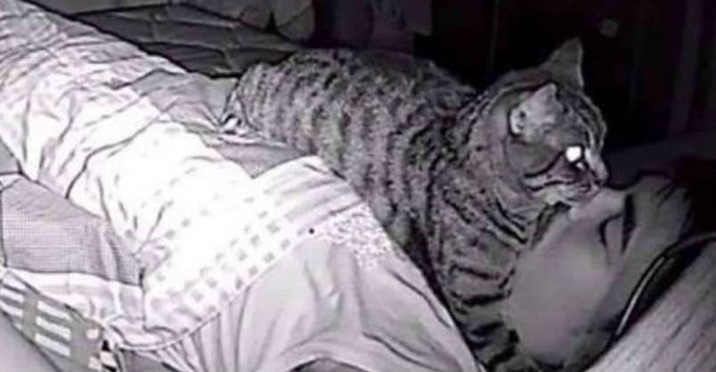 Man Sets Up Secret Camera To Record What His Cat Does At Night And It’s ...