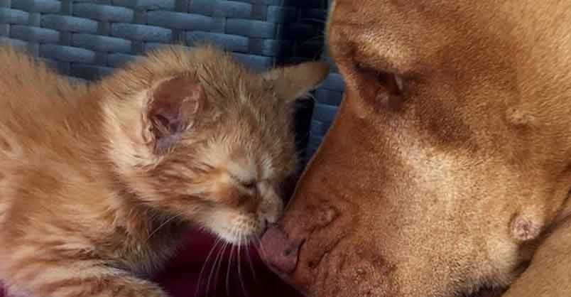 Watch This Kitten Grow Up with a Pit Bull - We Love Cats and Kittens