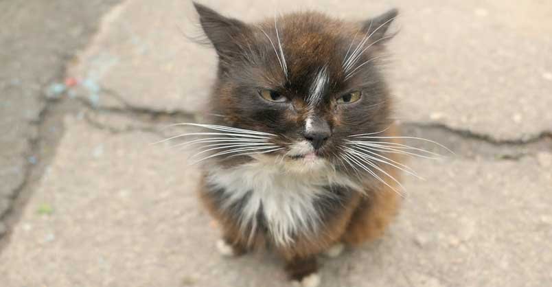 Hungry Cat Sleeps on the Bench - We Love Cats and Kittens