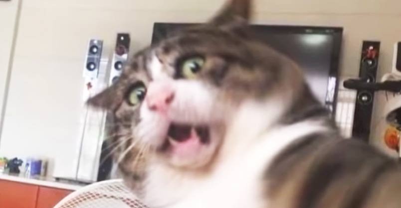 Cat Is Going Viral for Having the Most Dramatic Reactions - We Love ...