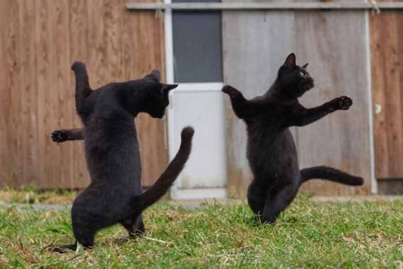 15 Of The Funniest Dancing Cat Pics - We Love Cats and Kittens