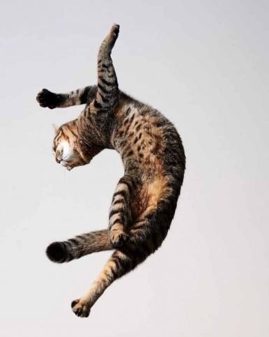 15 Of The Funniest Dancing Cat Pics - We Love Cats and Kittens