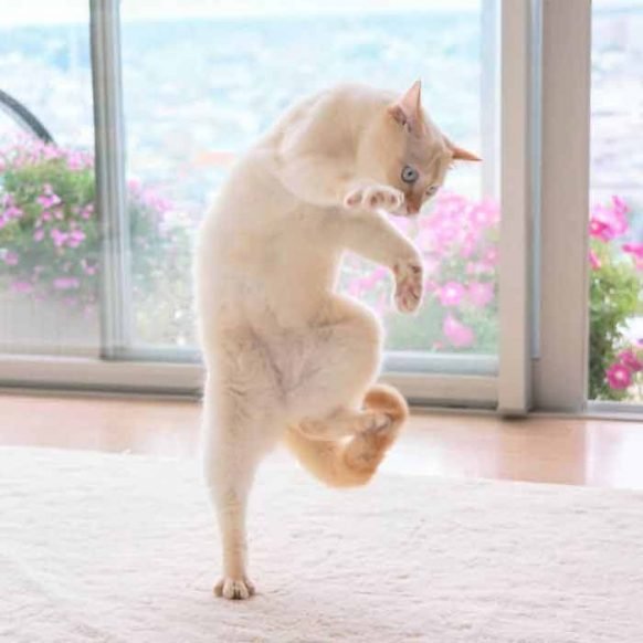 15 Of The Funniest Dancing Cat Pics - We Love Cats and Kittens