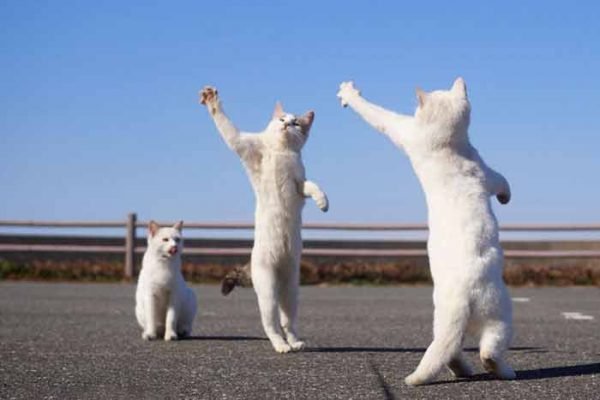 15 Of The Funniest Dancing Cat Pics - We Love Cats and Kittens