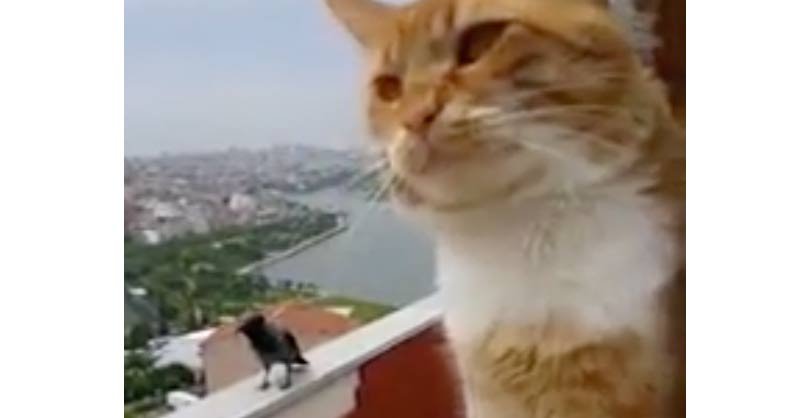 Cat Has Chat With Raven !! - We Love Cats and Kittens