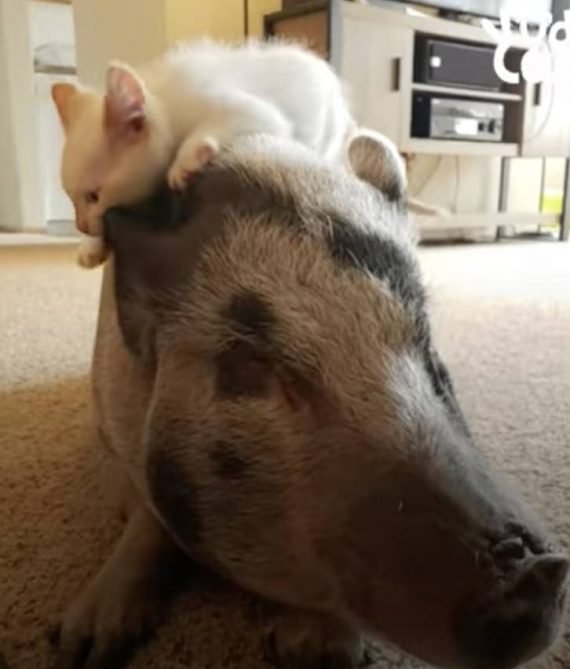 Watch This Pig Become the Big Brother of Two Cats - We Love Cats and ...