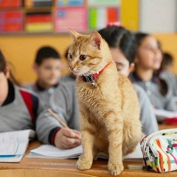 Cat Enters a Classroom and Transforms the Life of These Students