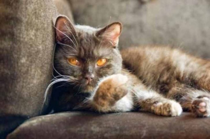 Little Fella - 30th August 2019 - We Love Cats and Kittens