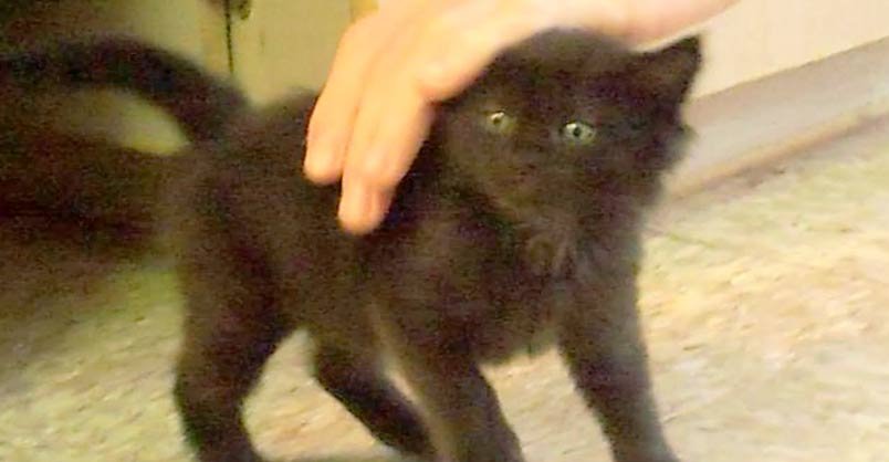 FOUND FOOTAGE of Baby Cole! - We Love Cats and Kittens