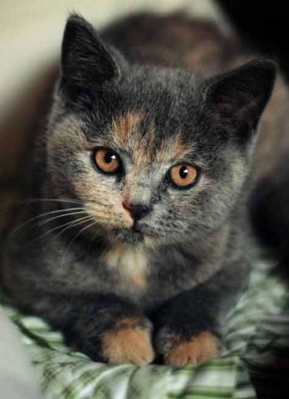 High Tail It Out of Here - 23rd August 2019 - We Love Cats and Kittens
